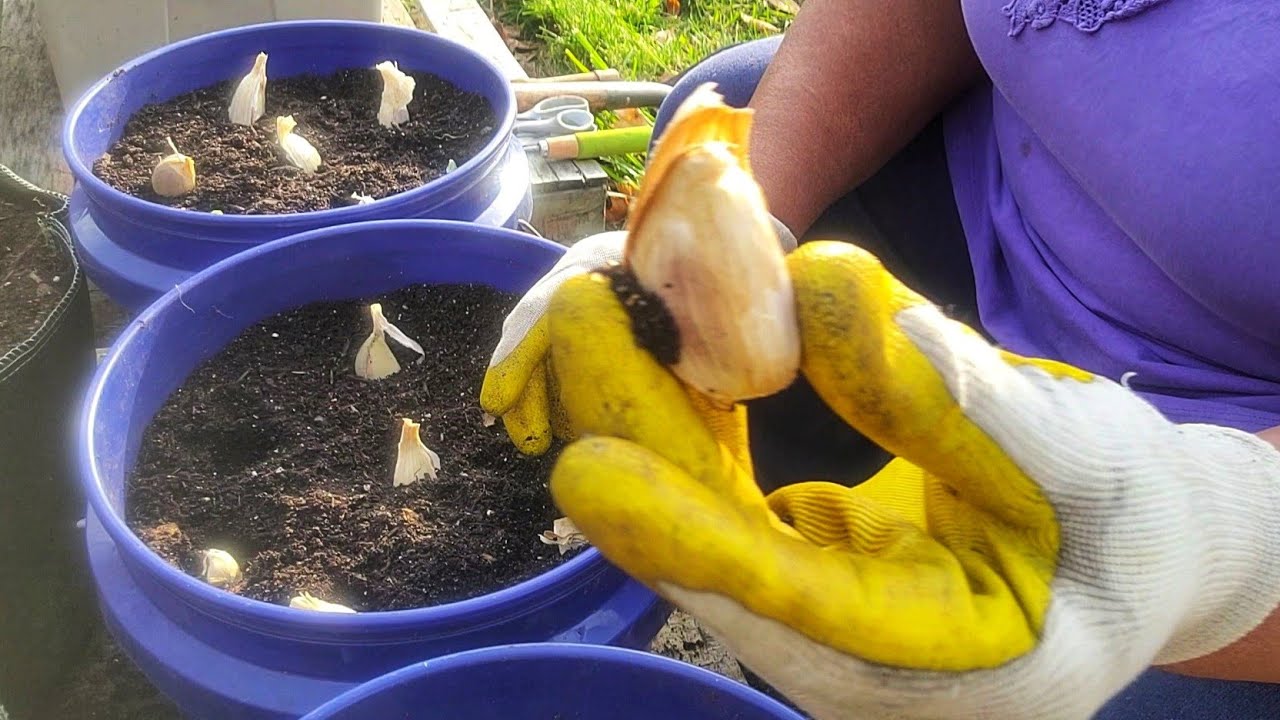 How To Plant Garlic Seed Sowing Garden Update Collards - YouTube