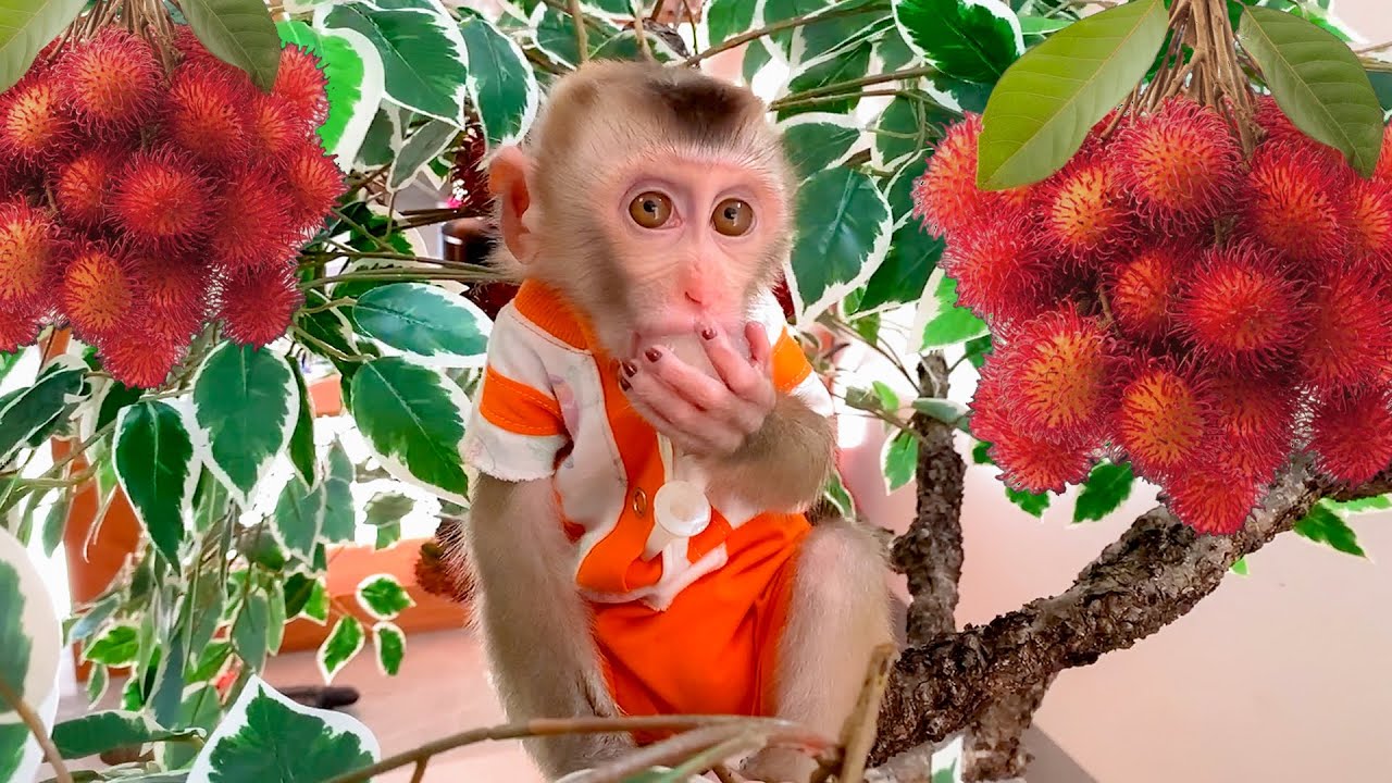 Monkey Puka picking rambutan from the tree with Dad - YouTube
