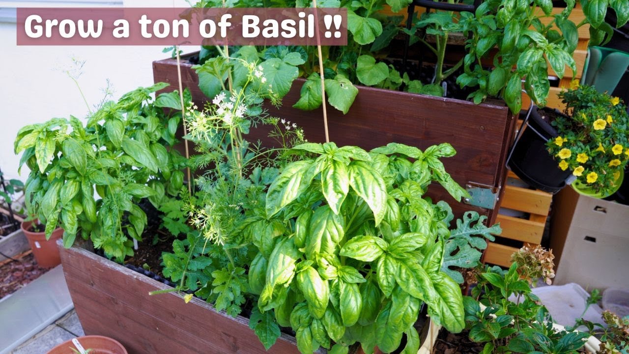 Grow a lot of basil from one store bought container - YouTube