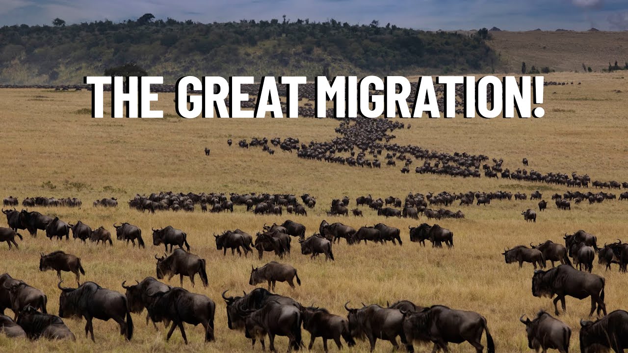 Wildebeest Migration Wonder of the World! - YouTube