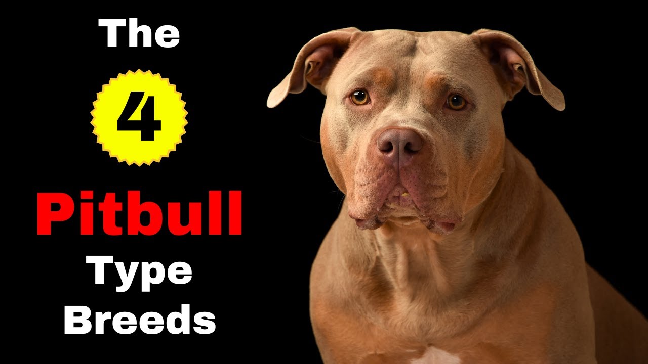 Meet the 4 Pitbull-Type Breeds: A Complete Guide! - YouTube