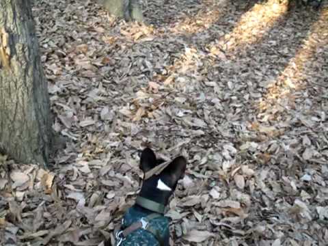 鳩を捕まえようとするフレンチブルドッグ