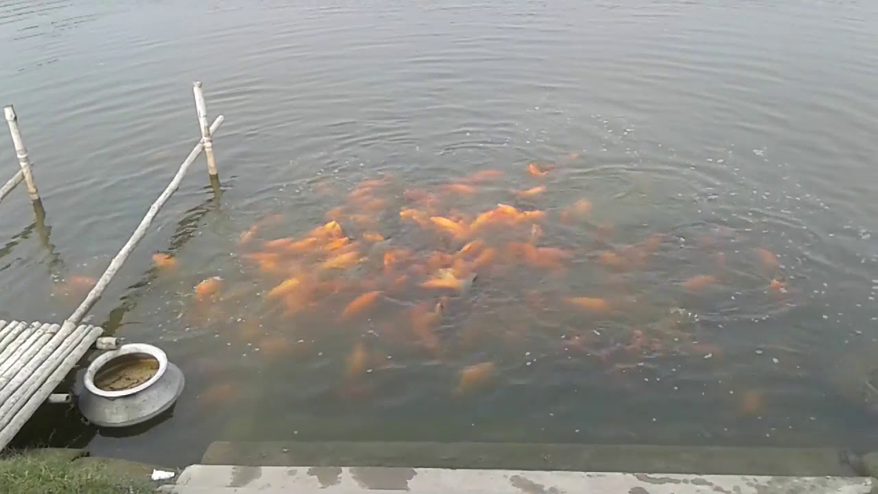 yellow fish, Golden fish, sonali mach, sonali fish - YouTube