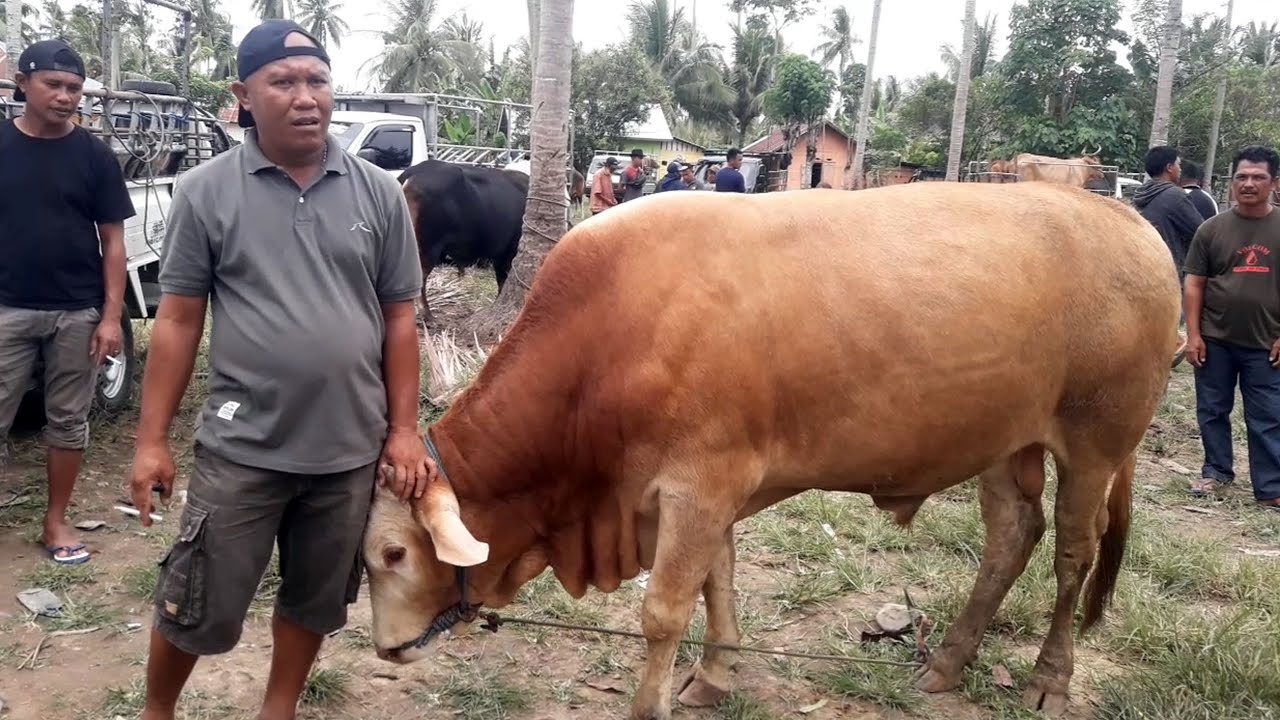 Sapi Pegon Super Pasar Pulubala Cattle Market Cow For Sale Low Price Youtube