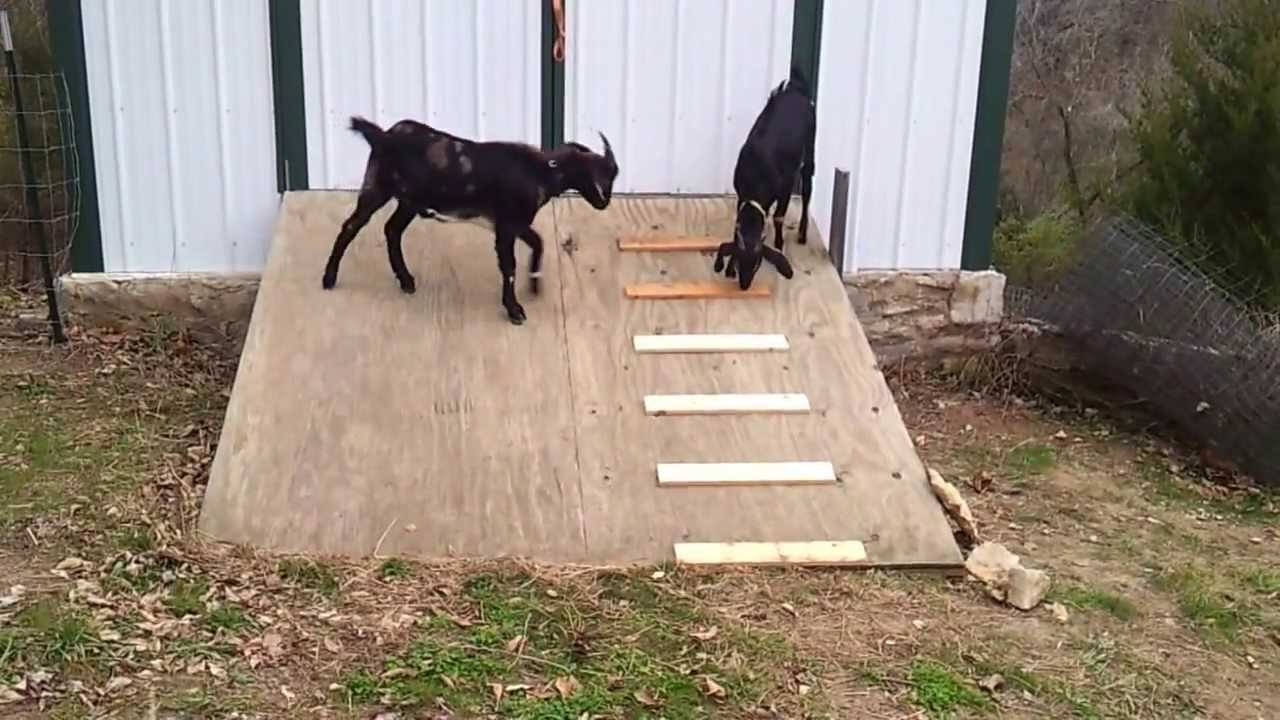 Goats Playing - YouTube