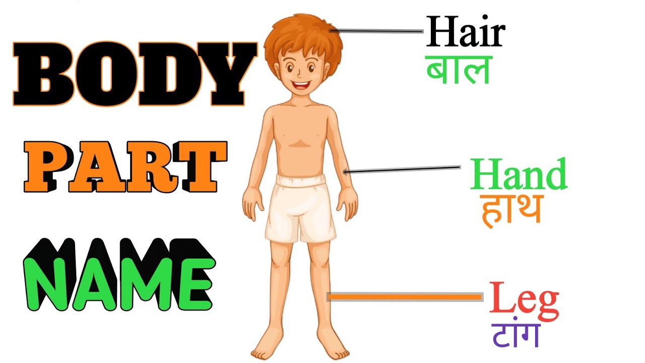 Body Parts Name|parts of body name|human body parts name with picture ...