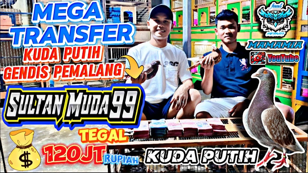 MEGA TRANSFER 120JT TEAM SULTAN MUDA99 || KUDA PUTIH TEAM GENDIS ...