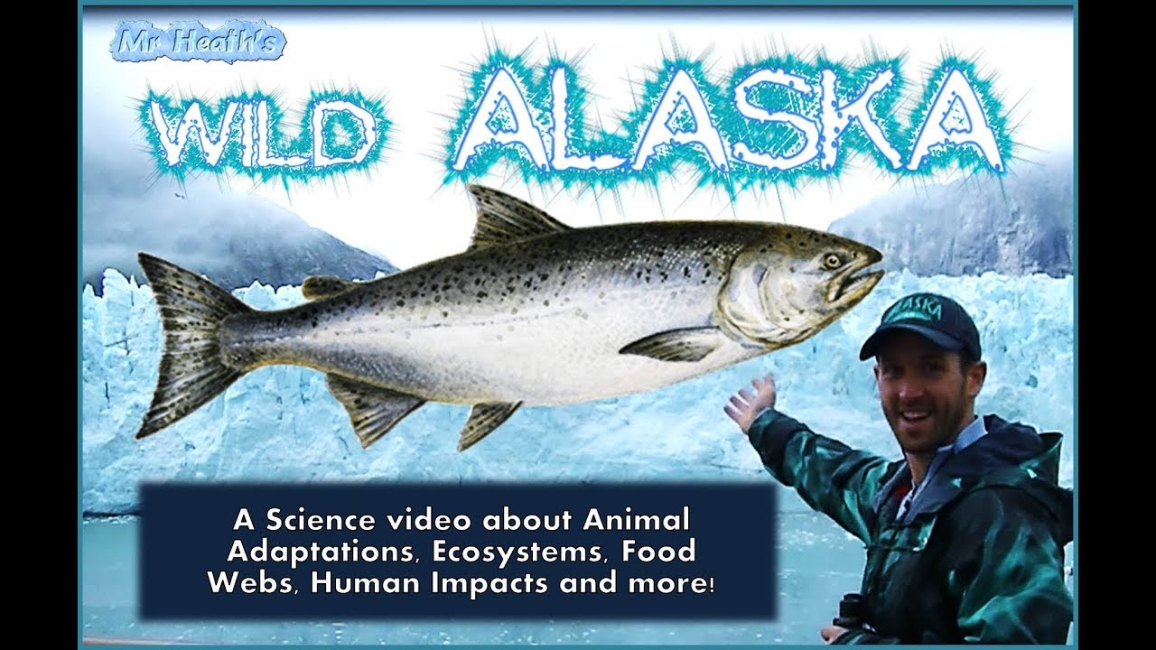 Wild Alaska - Salmon (Animal Adaptations and more!) - YouTube