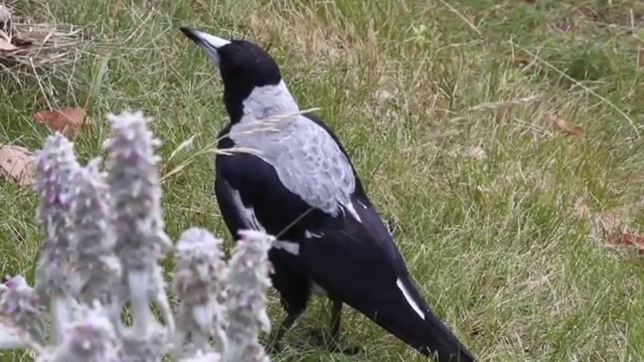 Magpie Mimic - YouTube