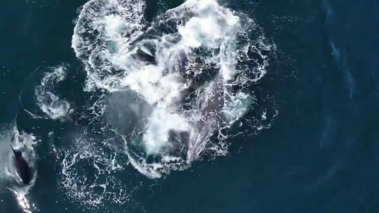 Killer whales attack two gray whales captured in stunning video out of ...