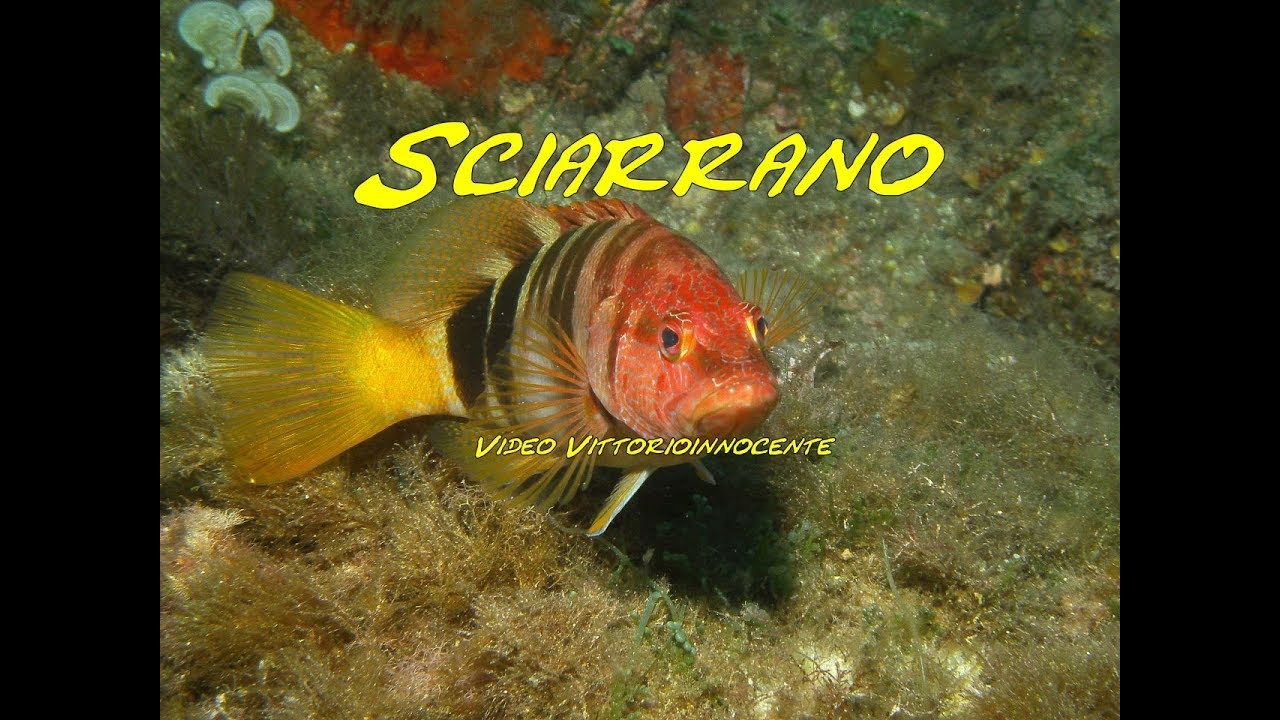 Sciarrano il pesce tigrato - YouTube