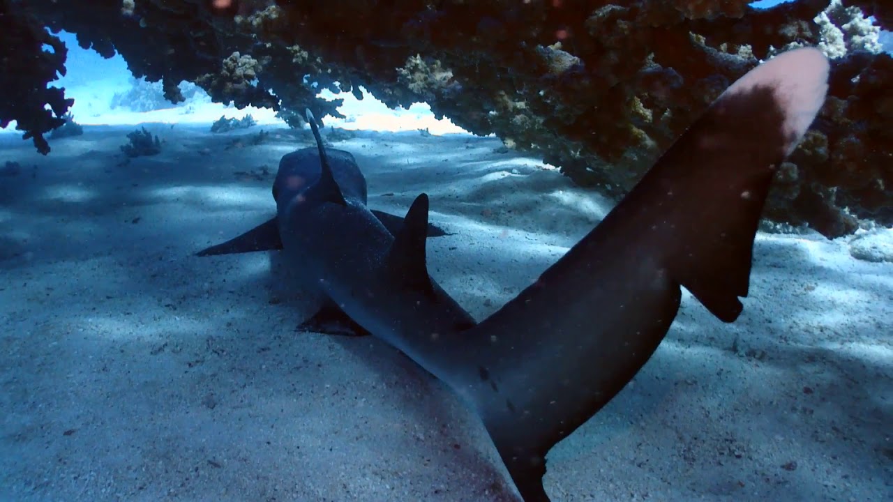 Samadai and Sataya "Dolphin House" Reefs - 2026 Guide