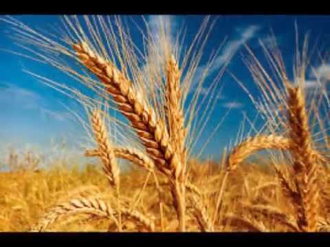 שיבולת בשדה מרתה שלמה- Shibolet Basadeh · Martha Schlamme - YouTube
