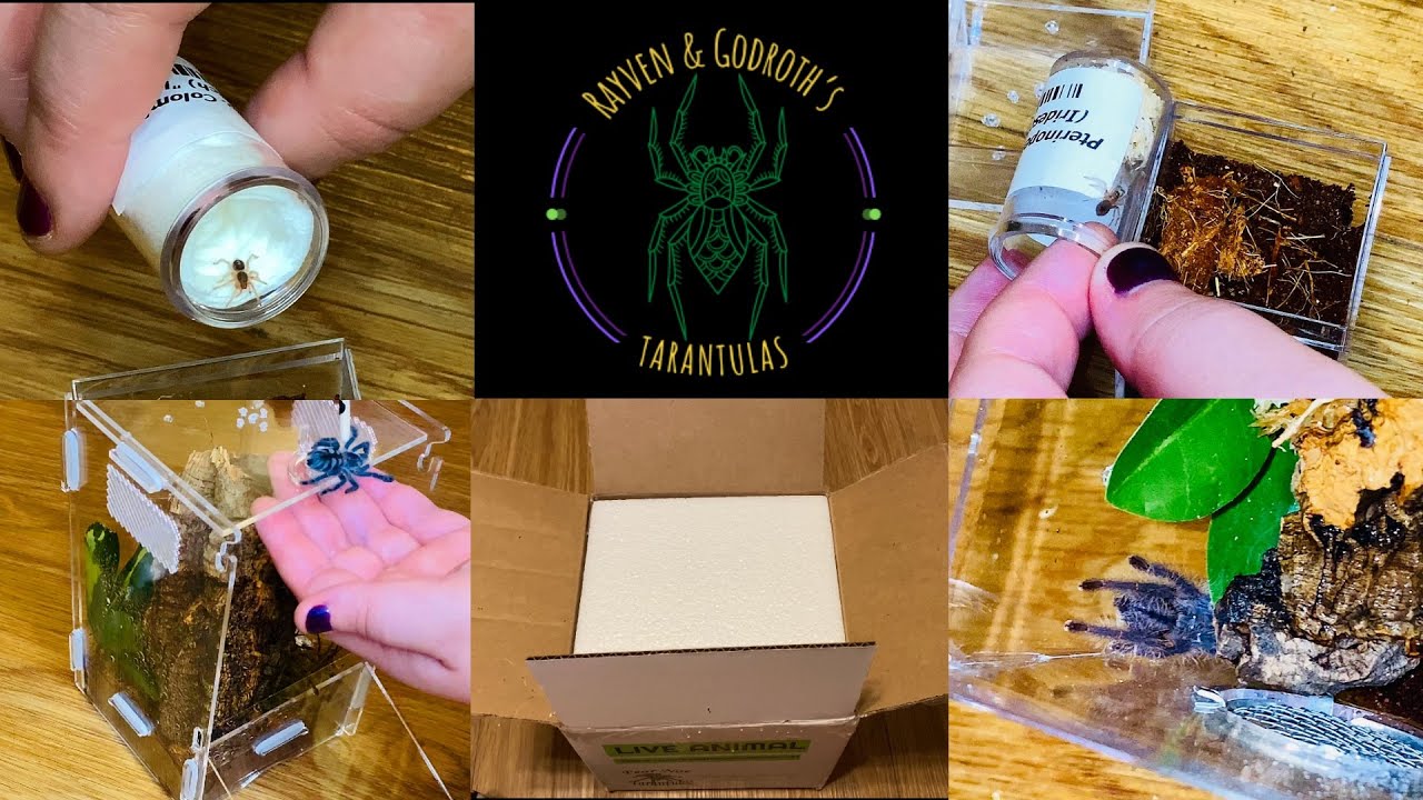 Tarantula Sling Unboxing & Rehousing! - YouTube