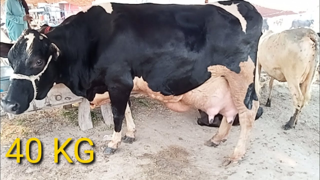 Malumor Mandi Latest Update | Sahiwal Cow | Cholistani Cow | Friesian ...