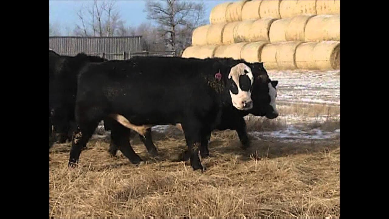 2012 - Black Super Baldies - M.C. Quantock Canada's Bulls (Black Angus ...