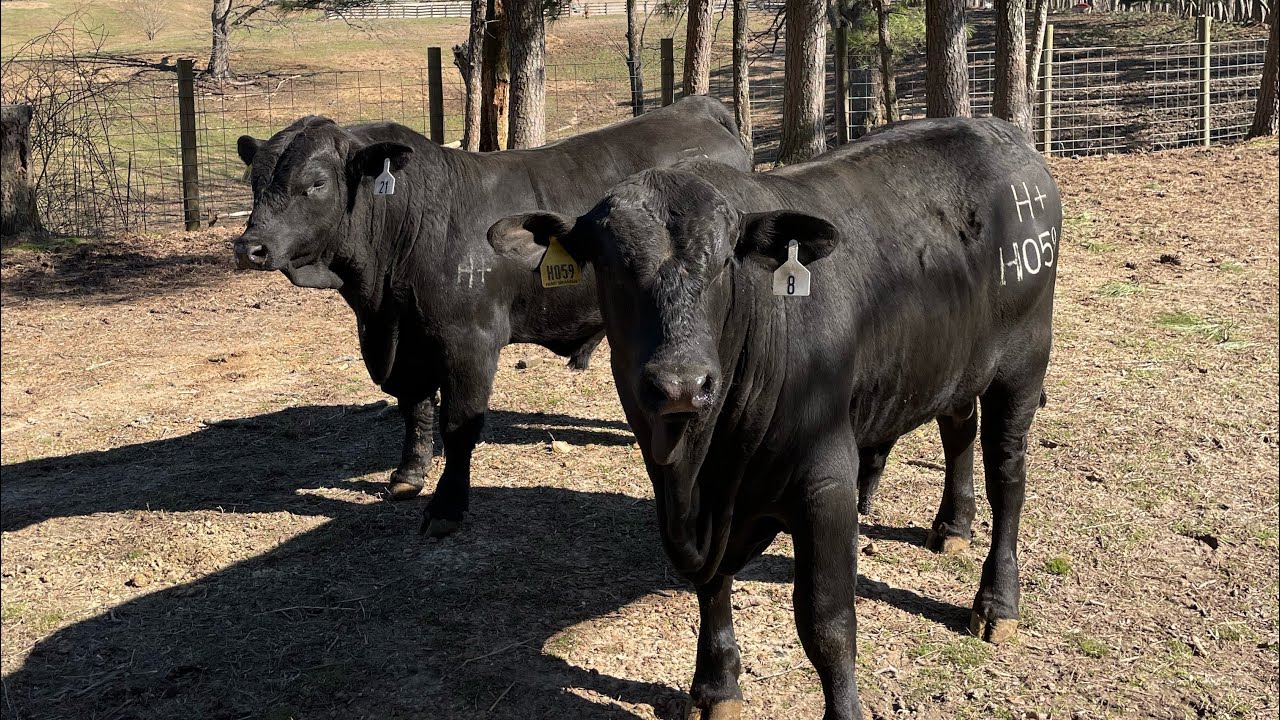 A bunch of bull - YouTube