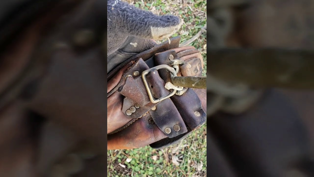 Draft size team harness and horse size stagecoach team harness - YouTube