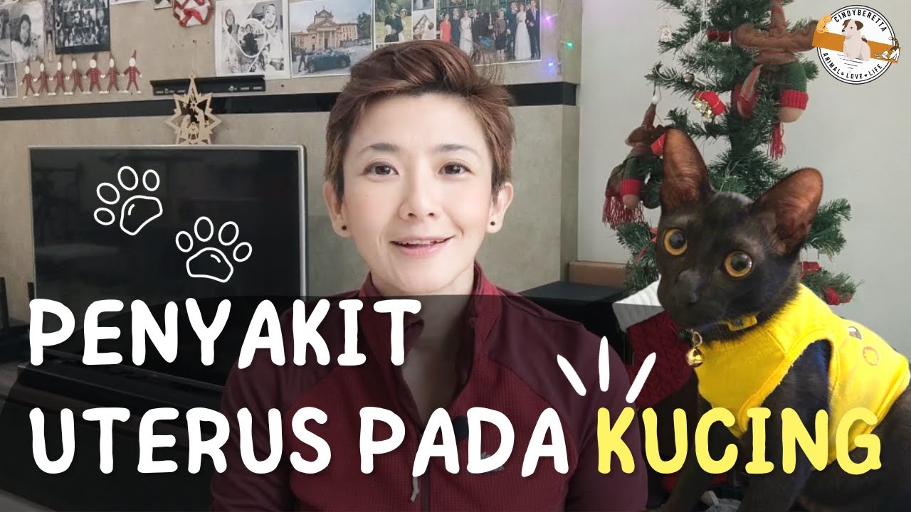 [Subtitle CC] Kenali Penyakit UTERUS/RAHIM pada #KUCING & #KITTEN - YouTube