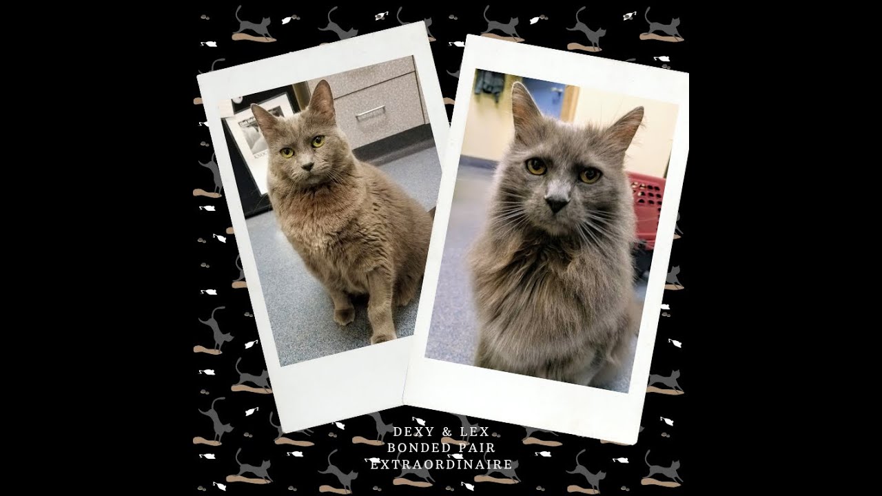 Lex & Dexy - YouTube