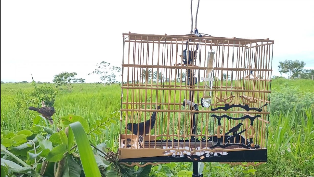 Curió Formigão 🐜 é o Nome da Emoção. @curiocaripicia5312 #curió # ...