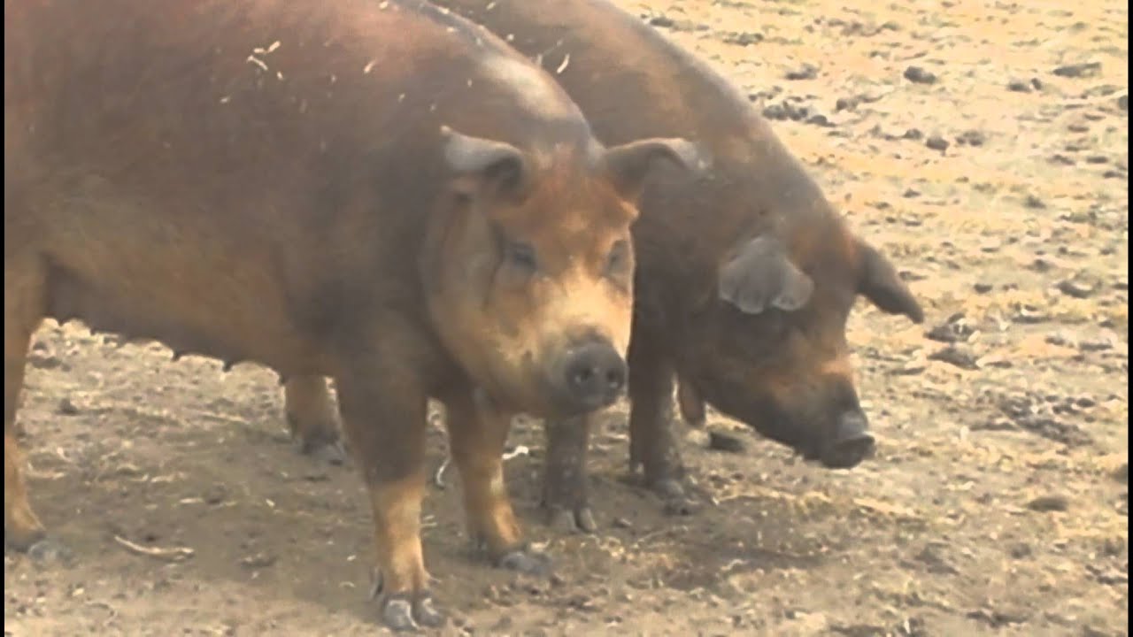 Sow In Heat - YouTube