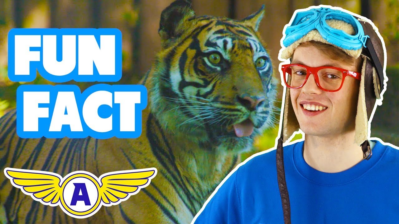 Cats for kids | Captain Ace Zoomy - LEARN CATS SPECIES | Nursery Rhymes ...