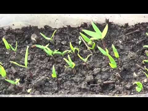 Germinarea semintelor de ardei in sticla de plastic PET - YouTube