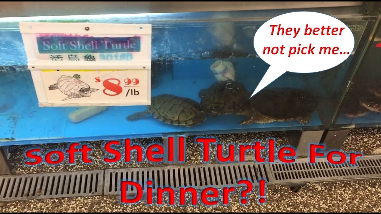 Soft Shell Turtle For Dinner?! - YouTube