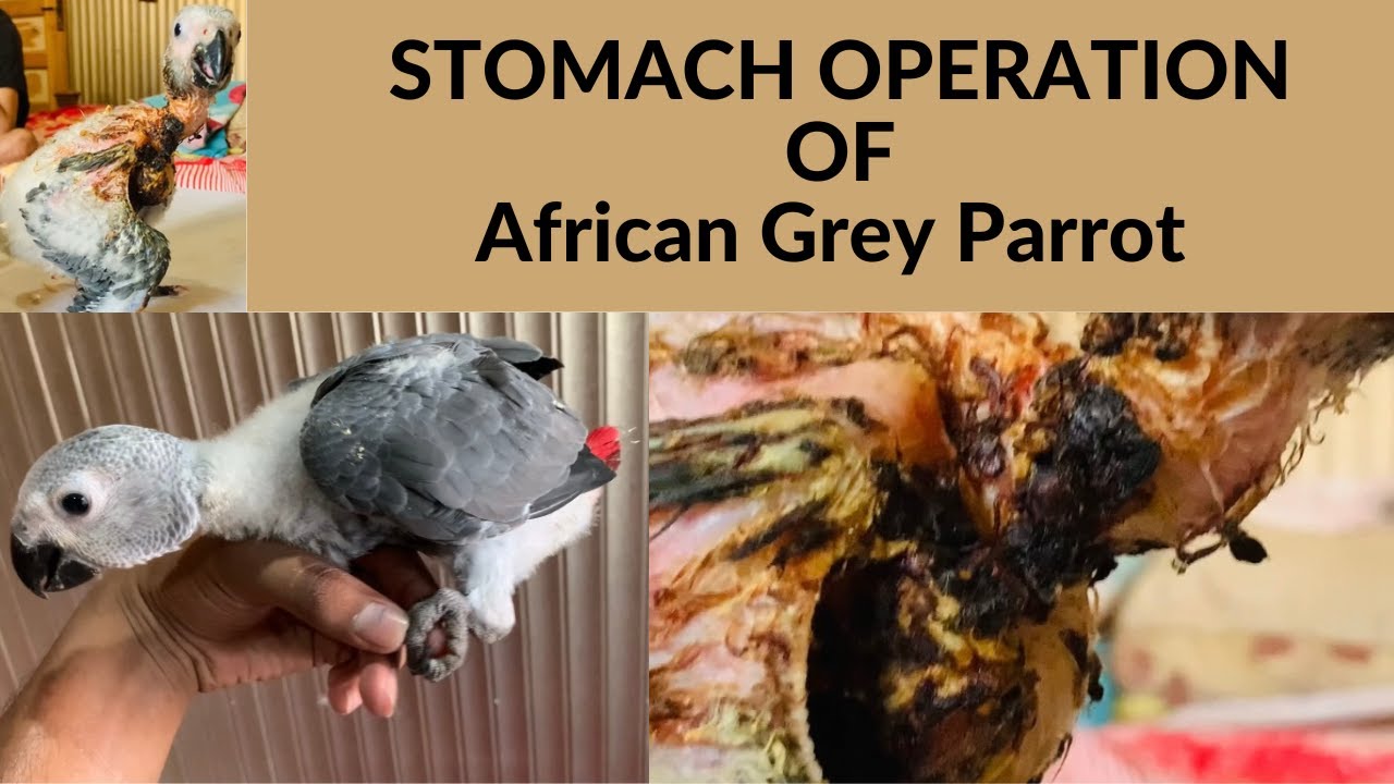 African Grey Parrot | African Grey Parrot Baby | Parrots Surgery ...