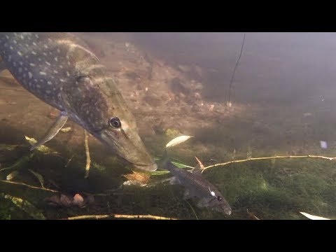 Pike, Top Predator! (Under water) - YouTube