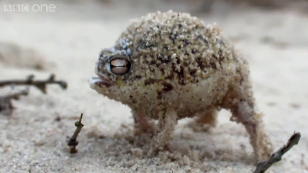 ANGRY AHHHHH FROG - YouTube