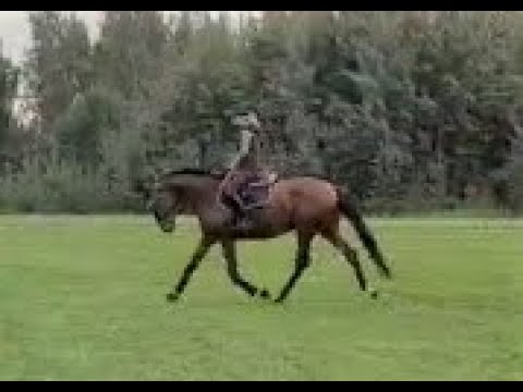 5yo Trakehner gelding, 172 cm from breeder new video g
