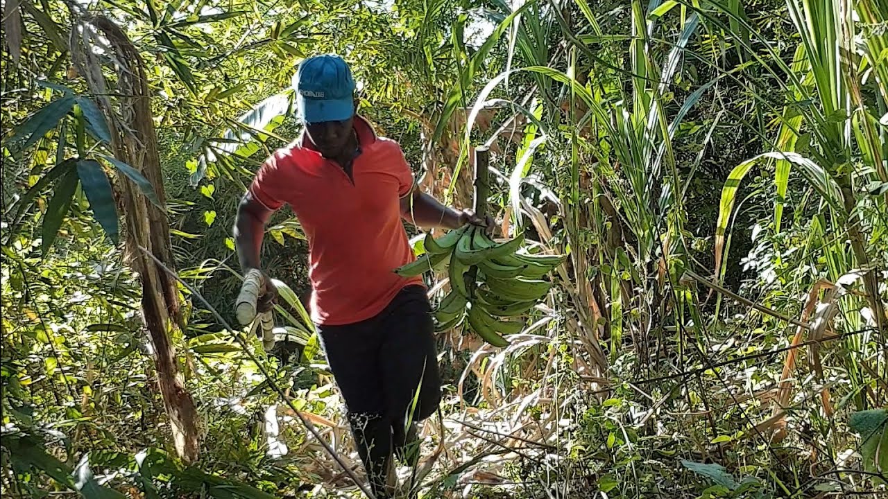 Farm vlog #9 - YouTube