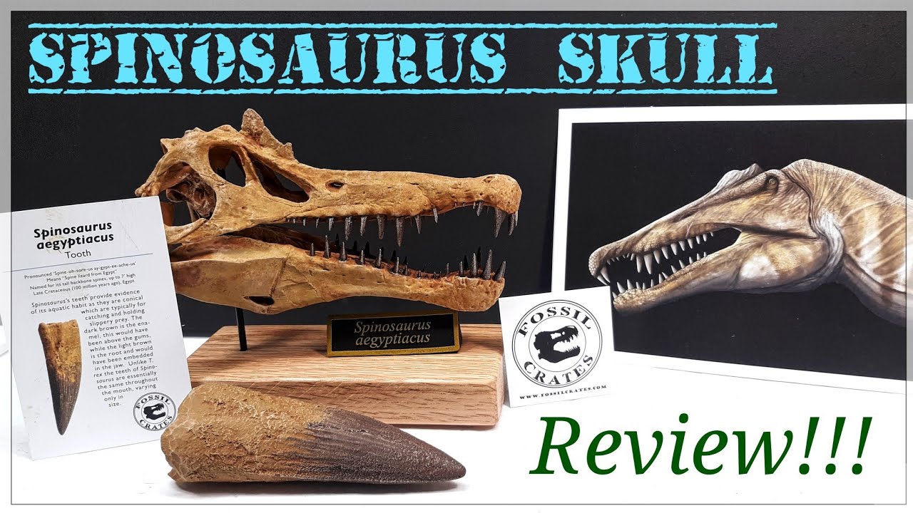 2021 Fossil Crates Spinosaurus Skull & Tooth Replicas Review!!! So ...