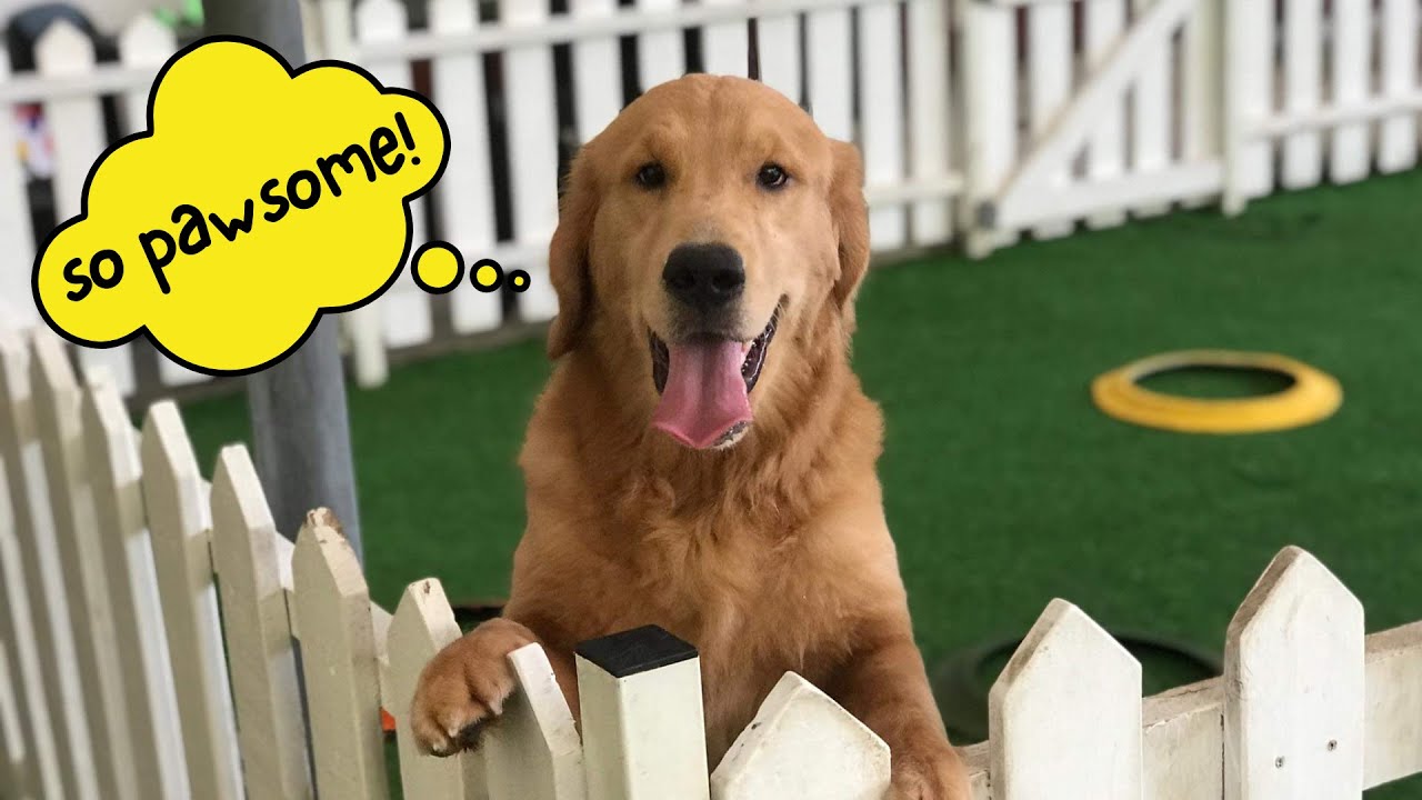 Our dog's first ever day out | Furry Brats Pet Resort - YouTube