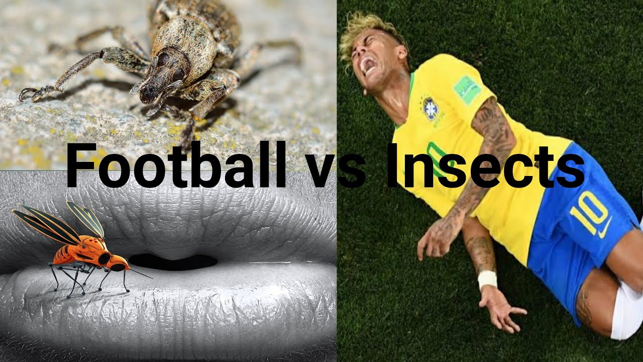 7 amazing things that you can relate insects with football - YouTube