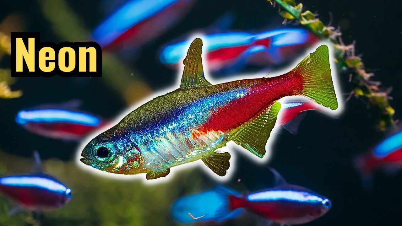 Neon Tetra Care The Ultimate Guide - YouTube