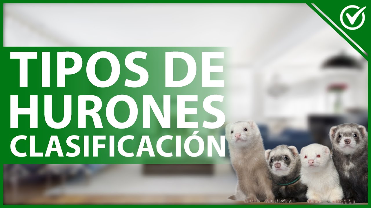 🦡 ¿Cuáles son todos los tipos de HURONES y su clasificación? - Detalles ...