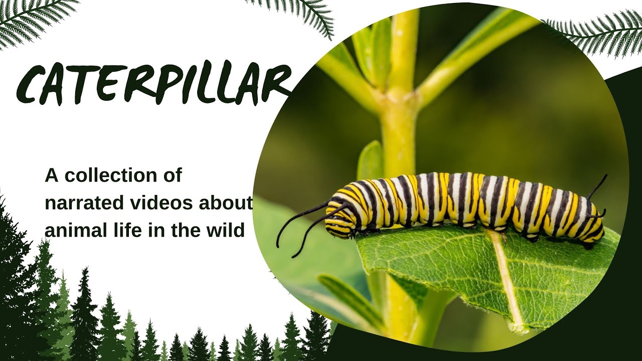 Caterpillar | Caterpillar Story | Caterpillar Poem | Caterpillar ...