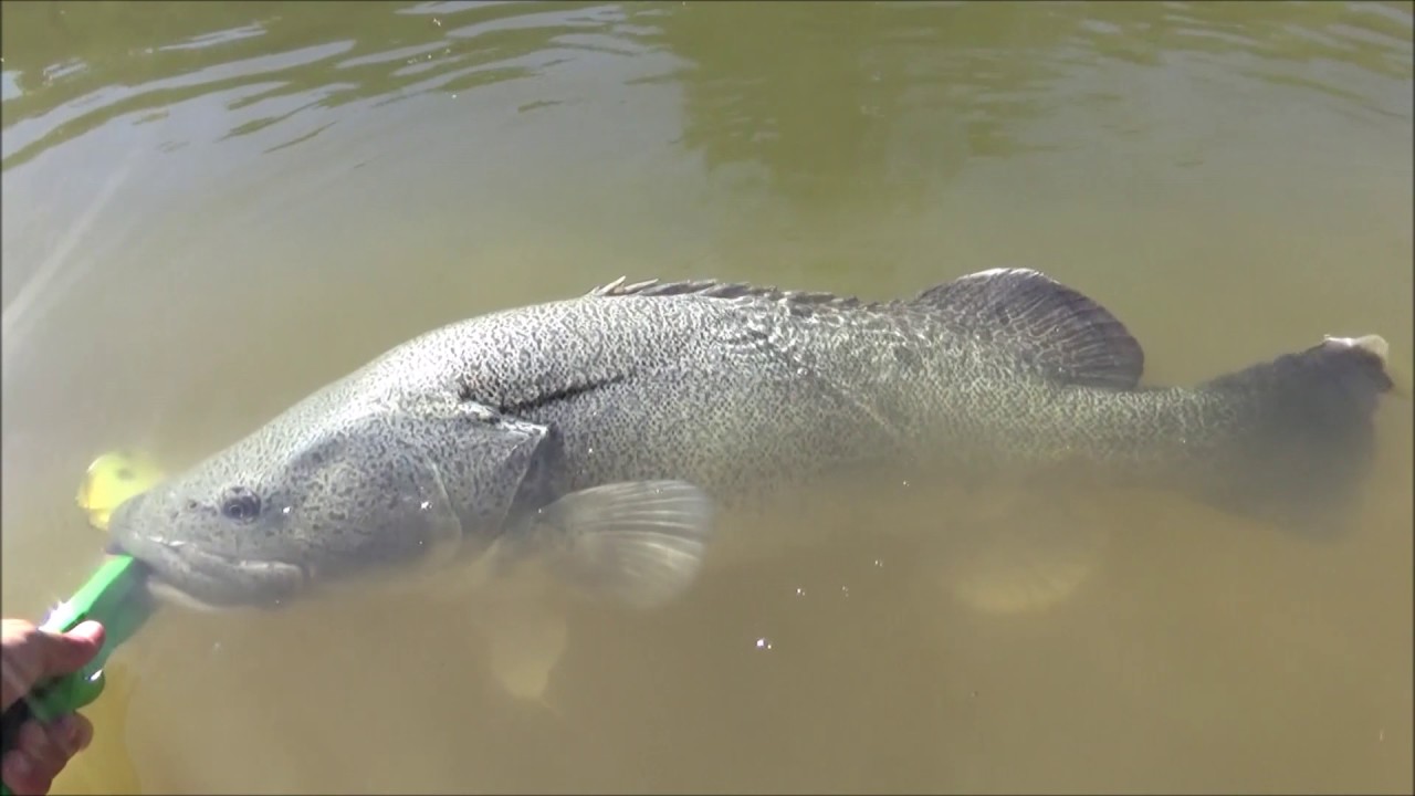 murray cod on swimbaits teaser - YouTube