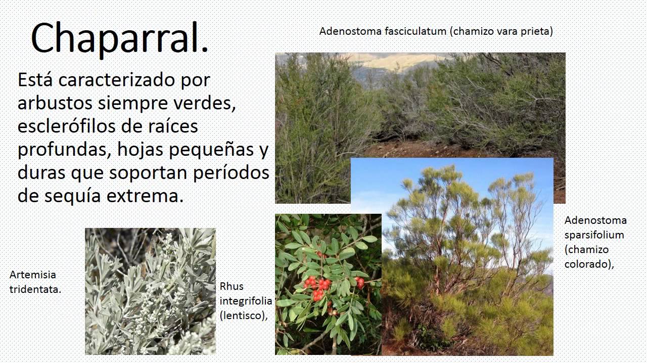 Flora de Baja California - YouTube