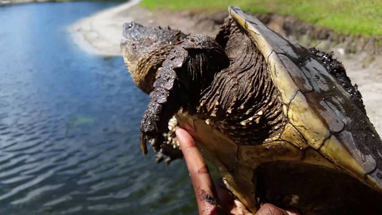 Herping: Red Ear Slider&Snapping turtle - YouTube