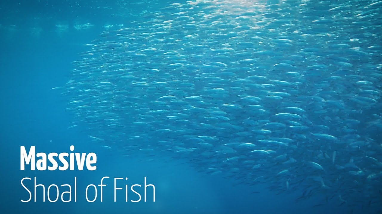 Shoals Of Fish
