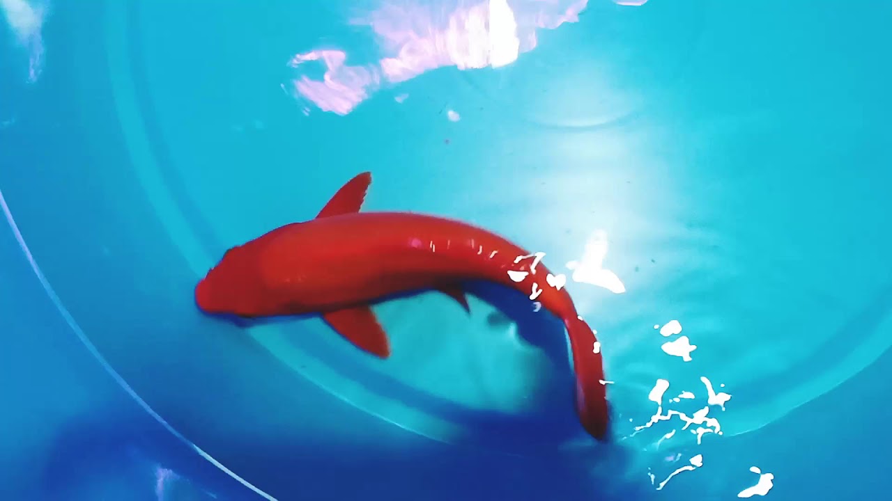 Doitsu Benigoi Koi fish - YouTube