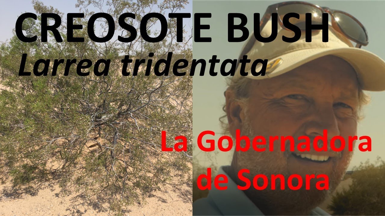 Creosote Bush / Greasewood - Larrea tridentata (Sea in Sonoran Desert ...