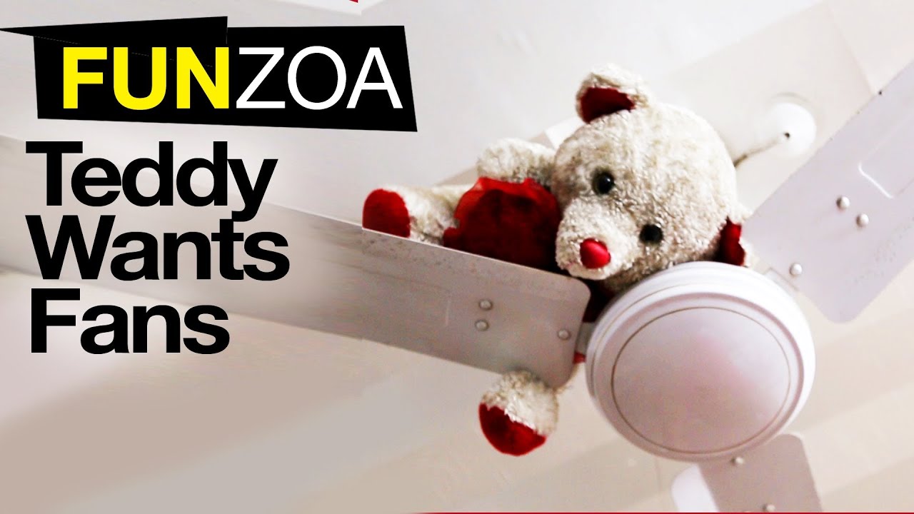 Teddy On Mission For Lack Of Fans- Funny Video For Friends - YouTube