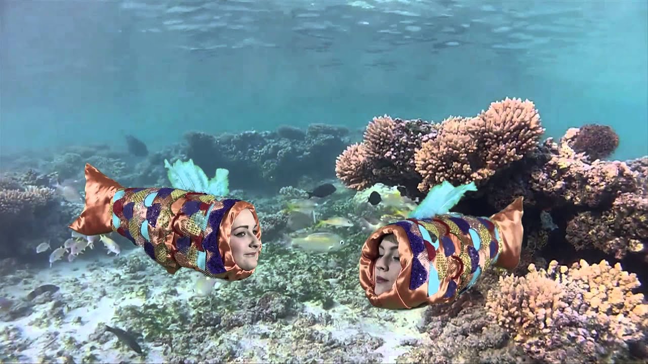 fish meeting - YouTube