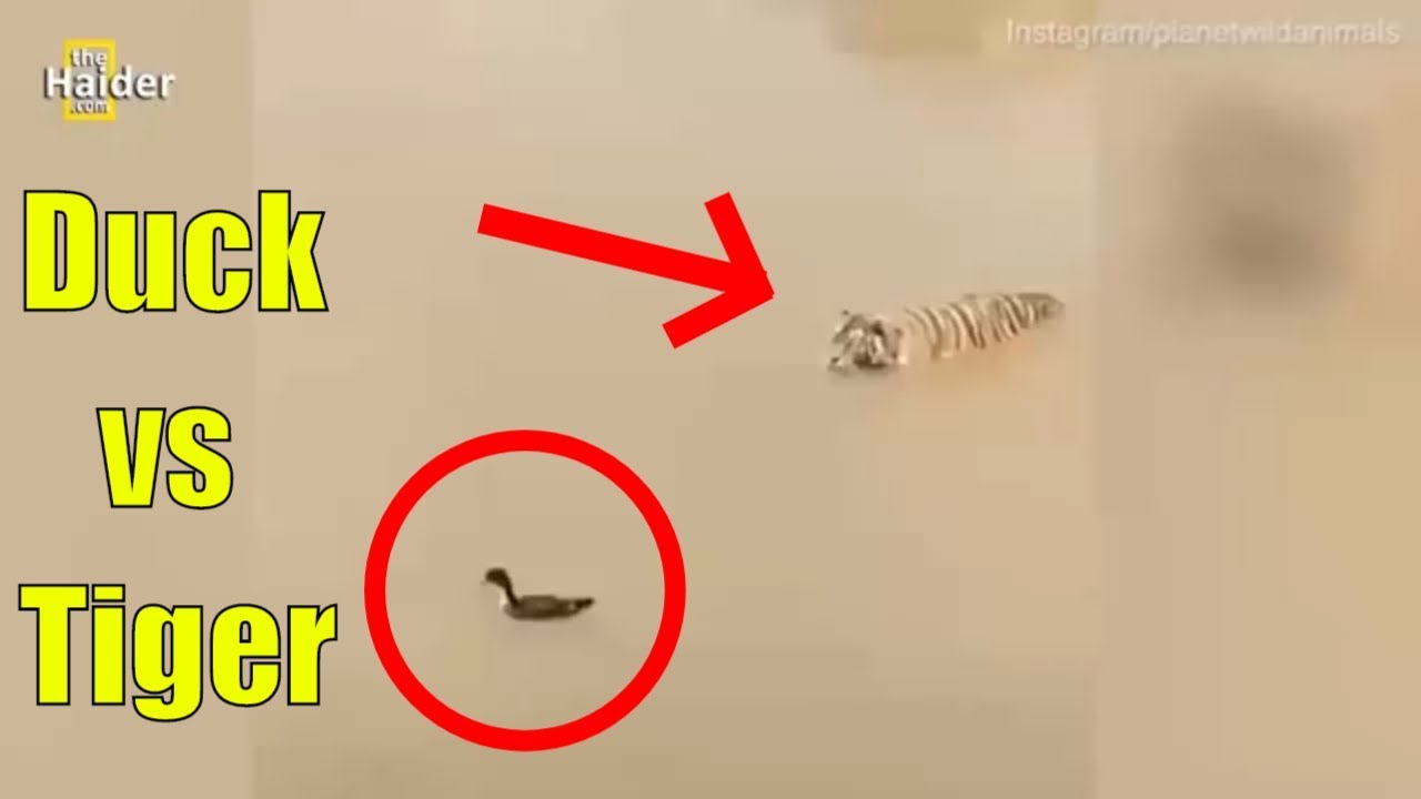 Smart Duck vs Confused Tiger - YouTube