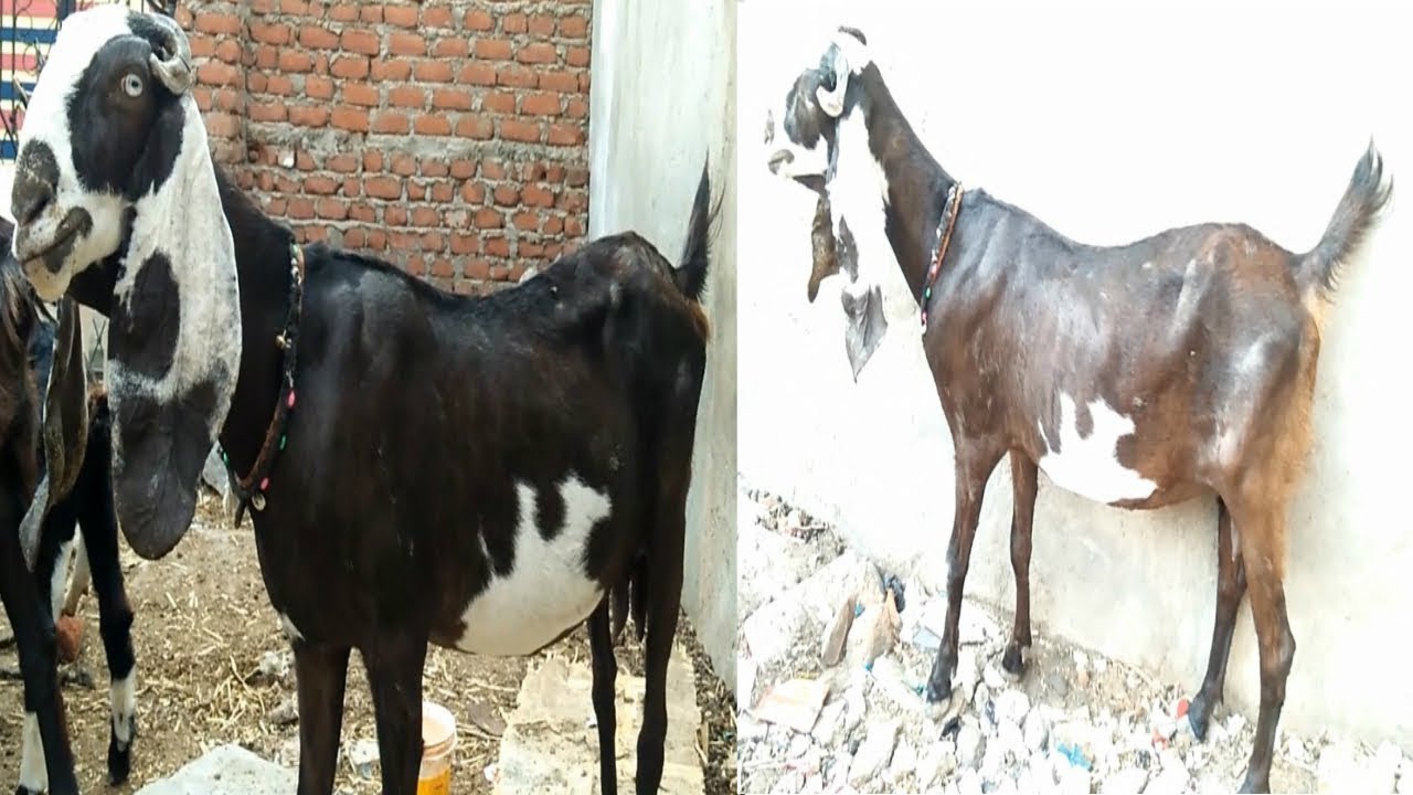 Ahmed bhai - jamnapari goat (Female) - Jamnapari goat in hyderabad ...